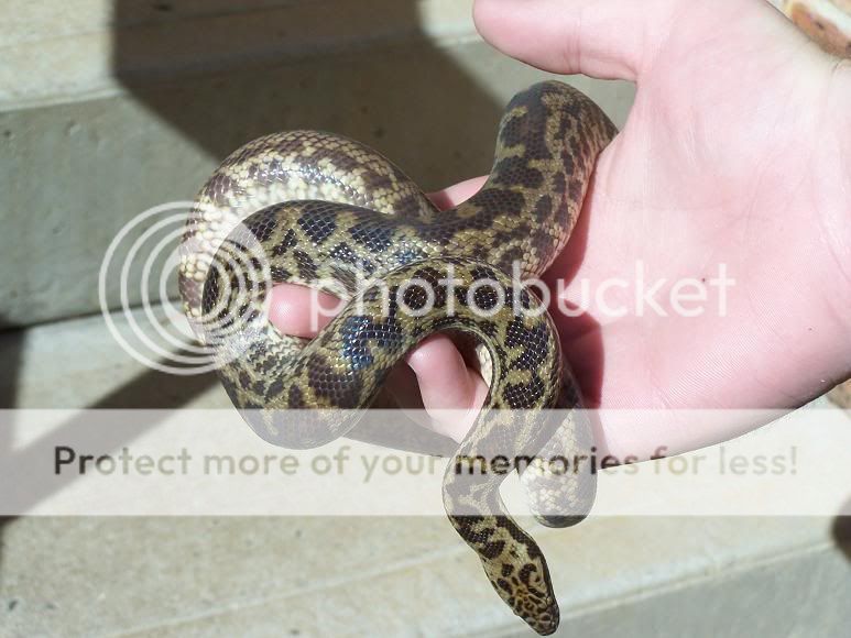 few of my snakes | Aussie Pythons & Snakes Forum